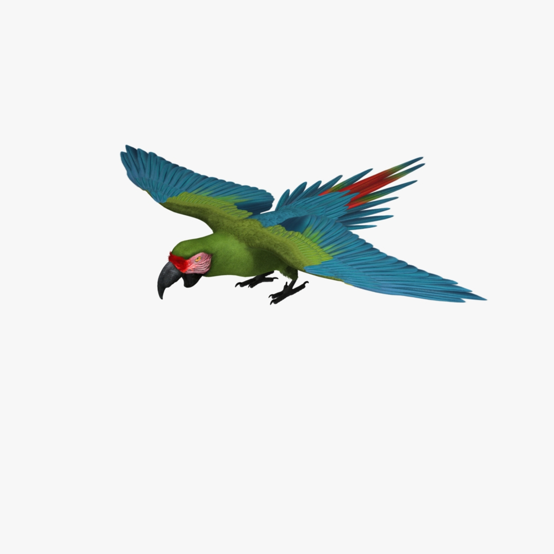 3d Macaw Parrots
