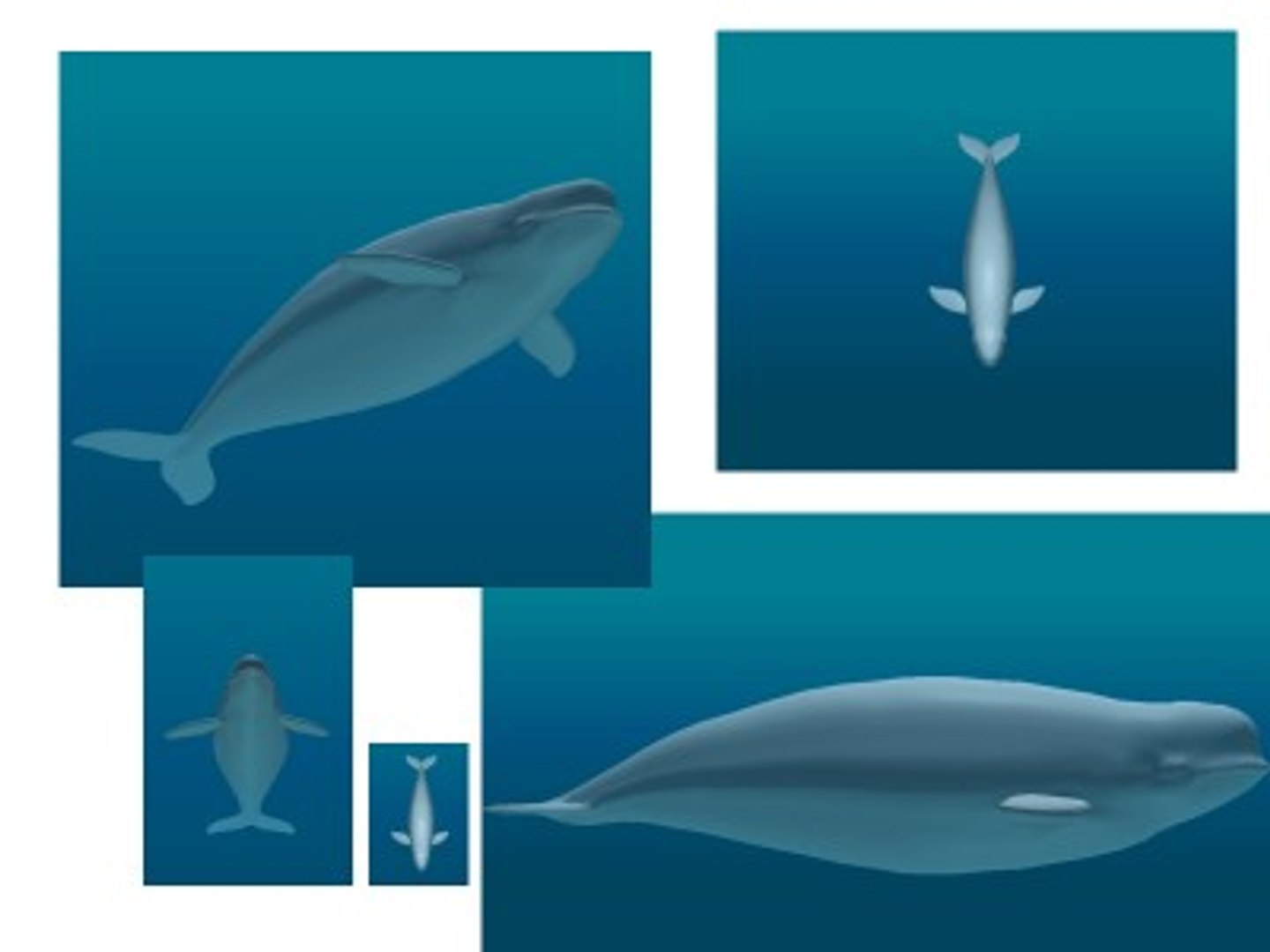 Max Beluga Whale
