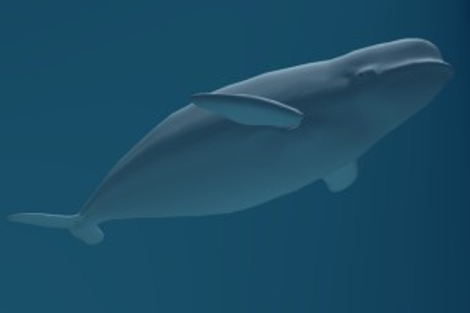 Max Beluga Whale
