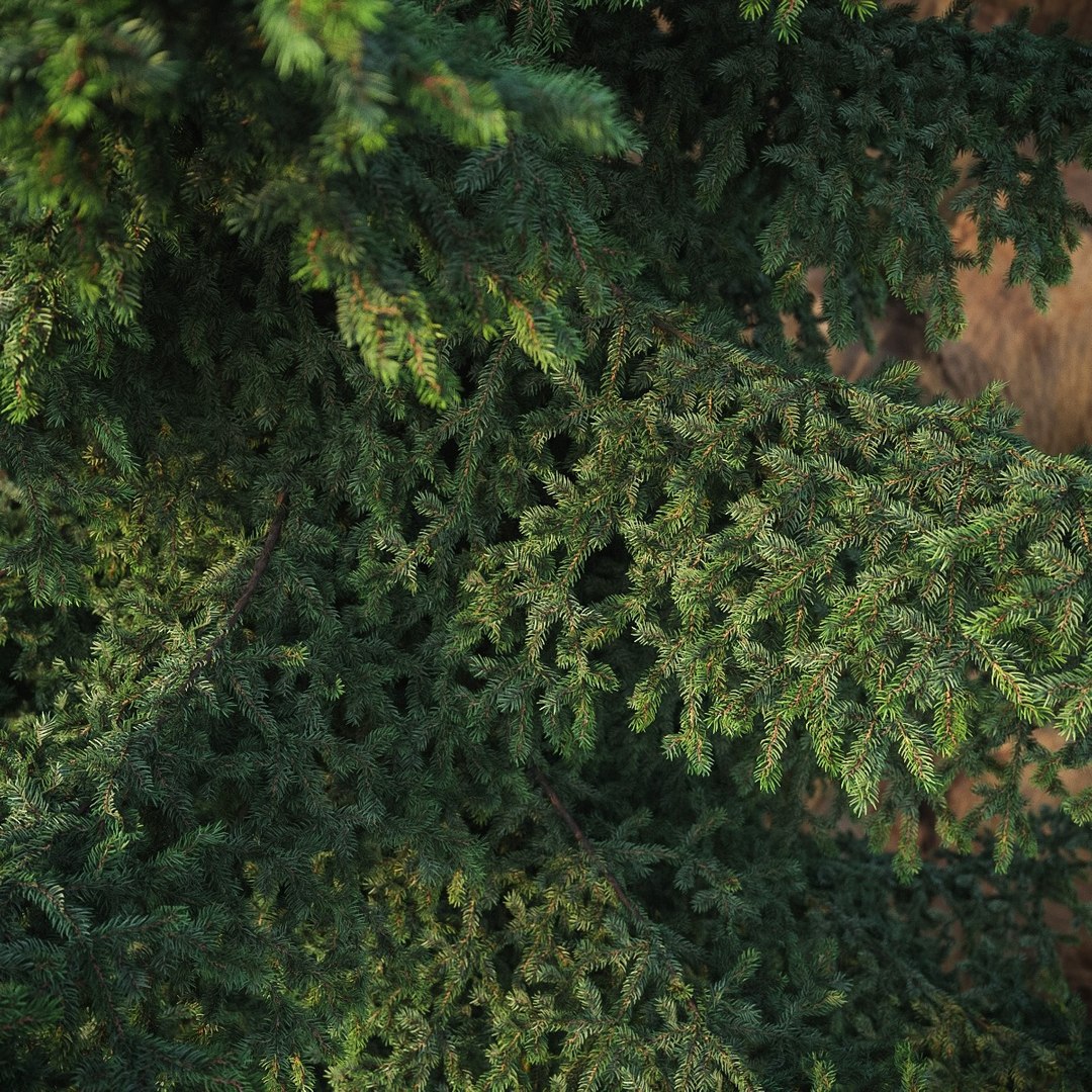 3D XfrogPlants HDTrees 5 - TurboSquid 1724825