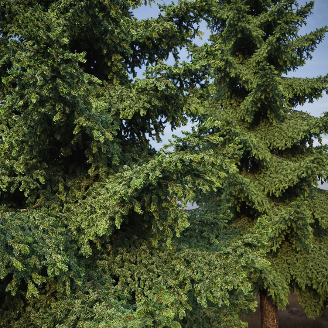 3D XfrogPlants HDTrees 5 - TurboSquid 1724825