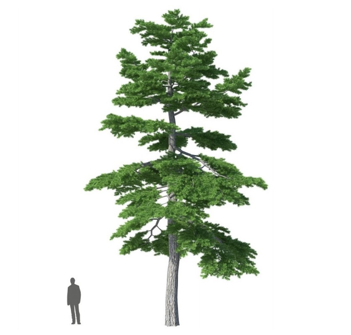 3D XfrogPlants HDTrees 5 - TurboSquid 1724825