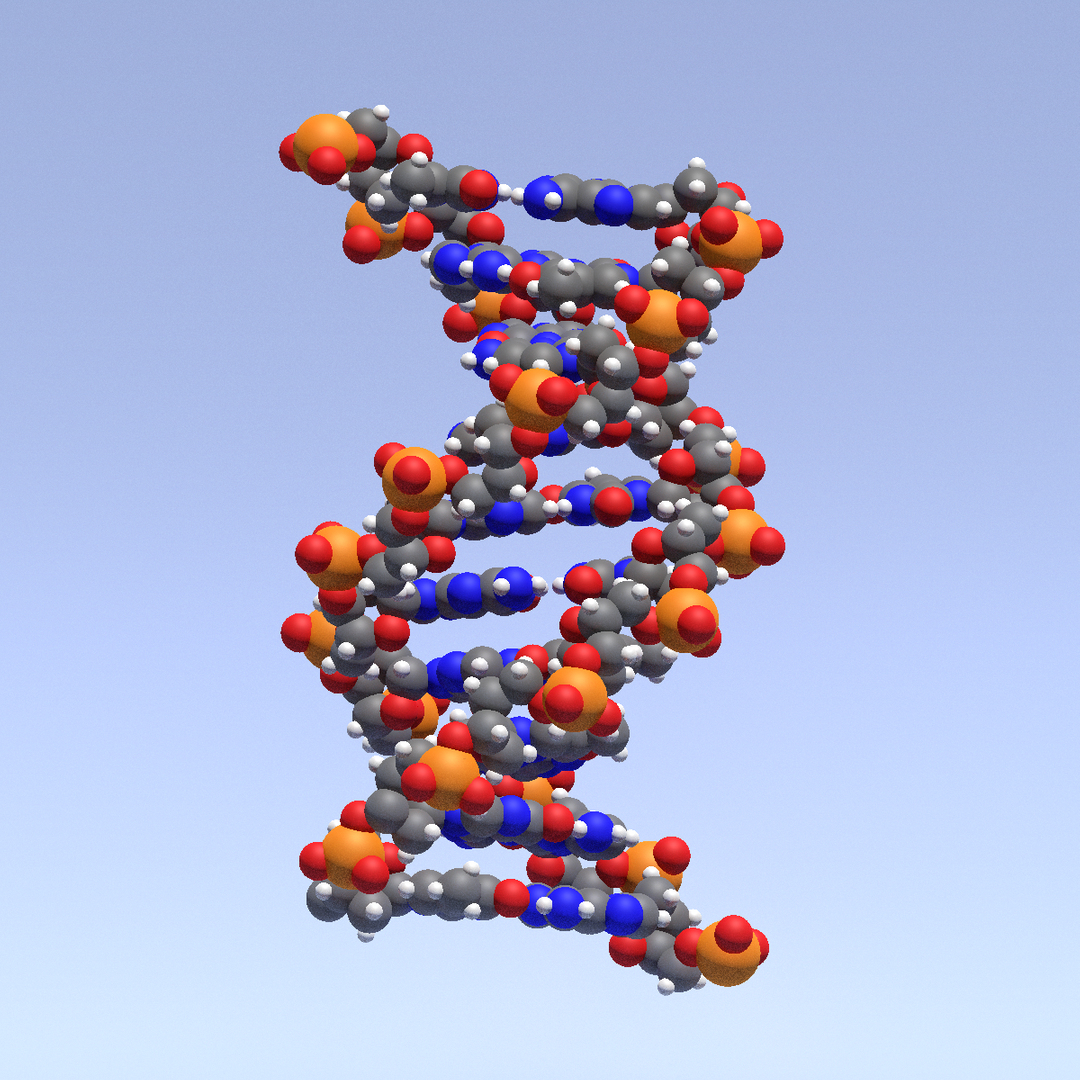 Accurate Space-filling Dna Helix 3d Model