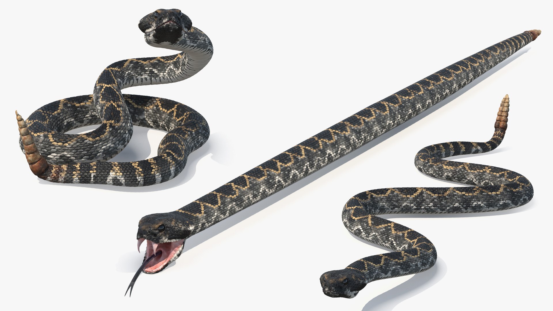 Rattlesnake Self Defends Animated Rigged For Cinema 4D 3D Model ...