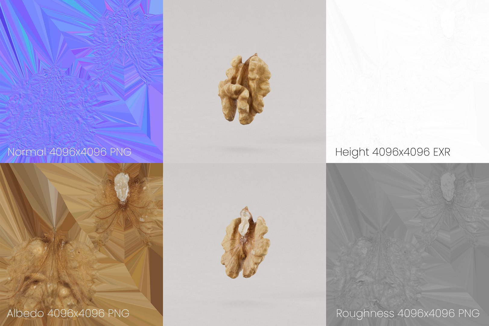 Walnut Inside 3D Model - TurboSquid 2370252