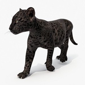 3D Leopard Models - Browse & Download Formats - TurboSquid