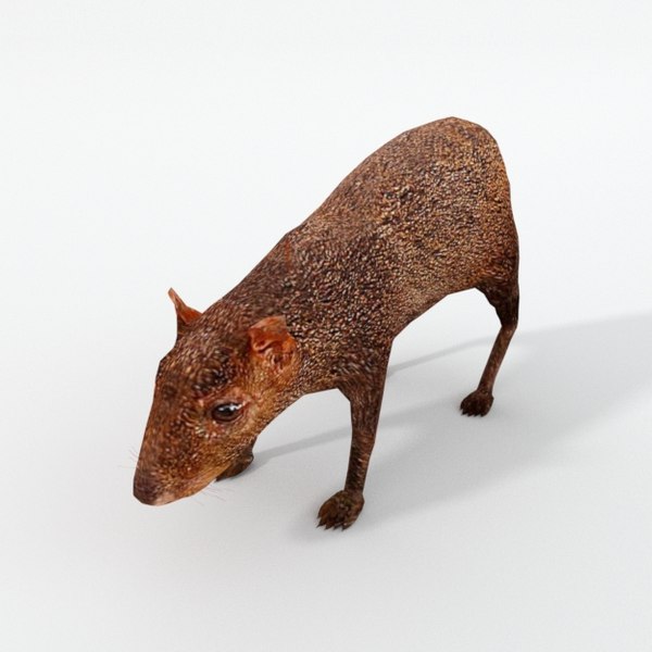 modelo 3d Neque - TurboSquid 1394956