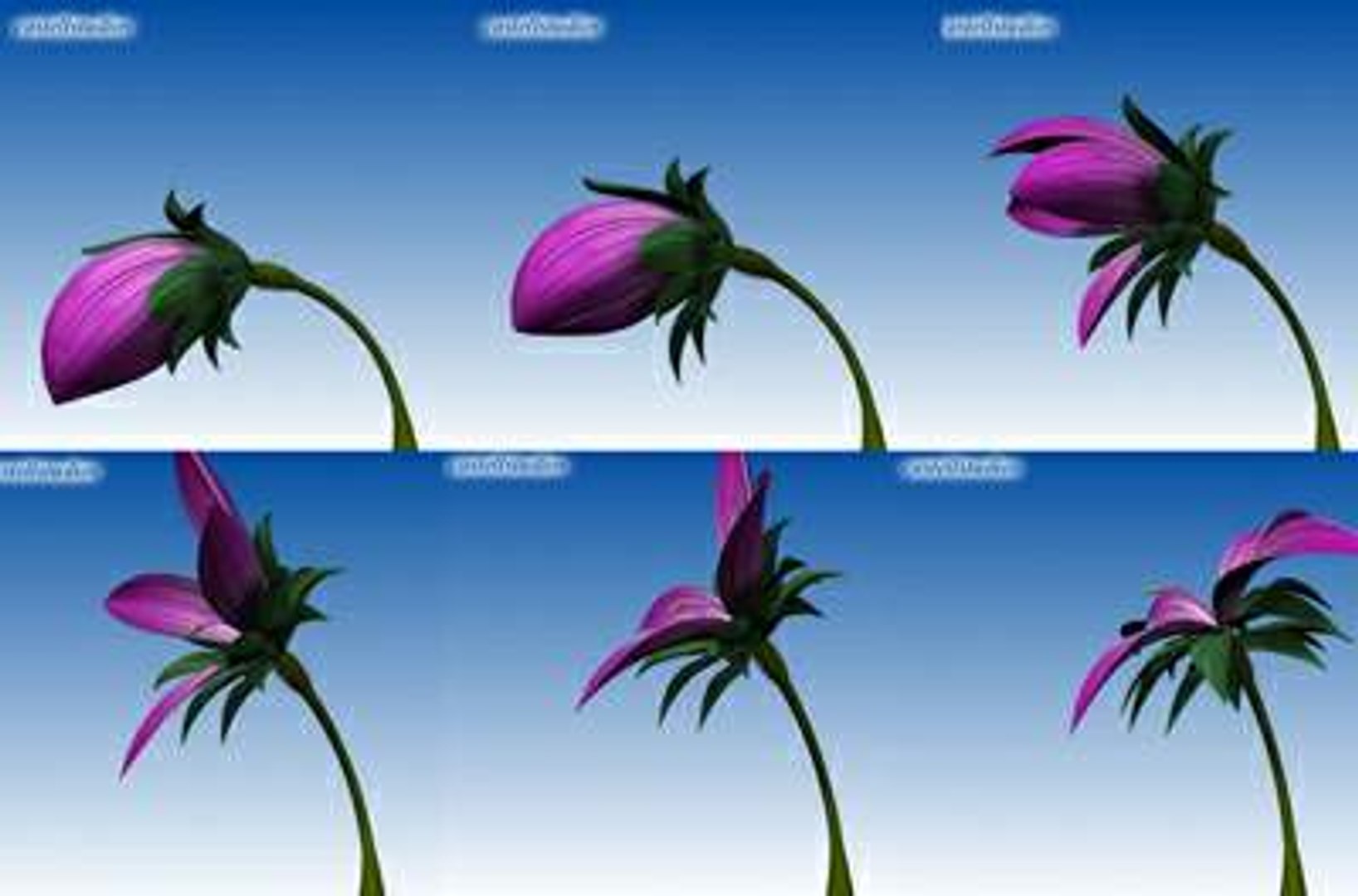 3d Model Realistic Flower Animation Open