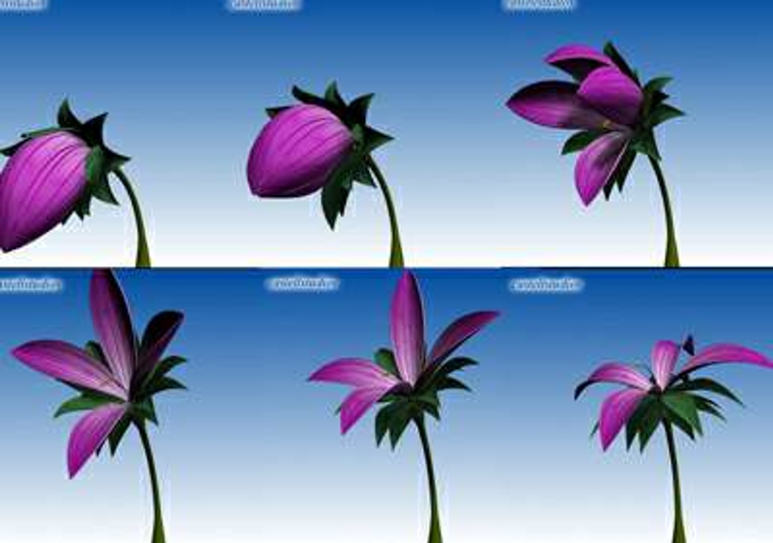 3d Model Realistic Flower Animation Open