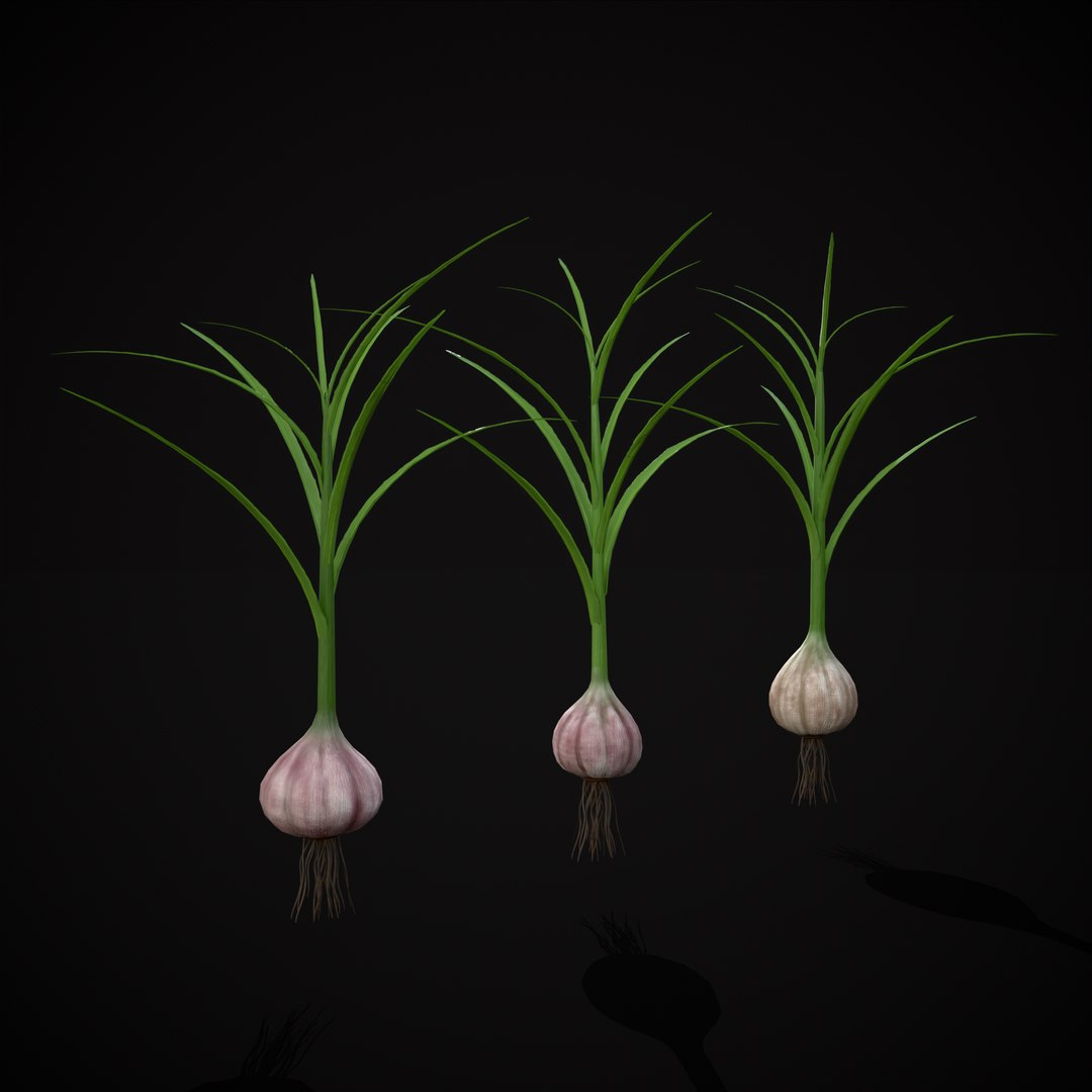 Garlic Plant 3D Model - TurboSquid 2199073
