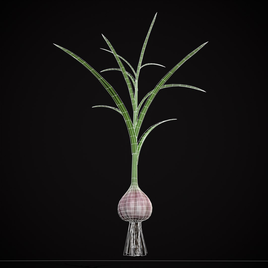 Garlic Plant 3D Model - TurboSquid 2199073