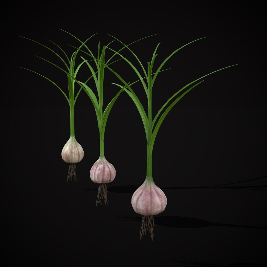 Garlic Plant 3d Model Turbosquid 2199073