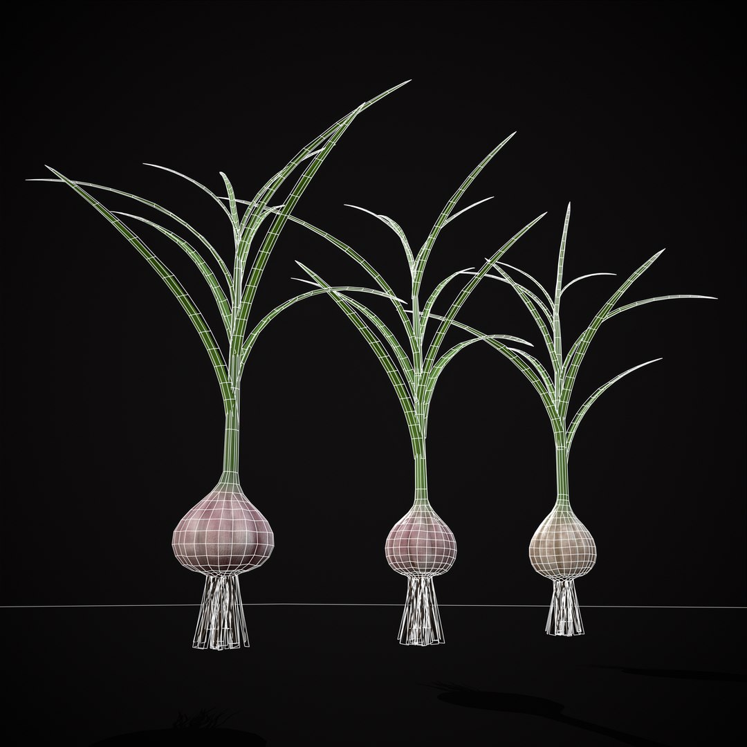 Garlic Plant 3D Model - TurboSquid 2199073