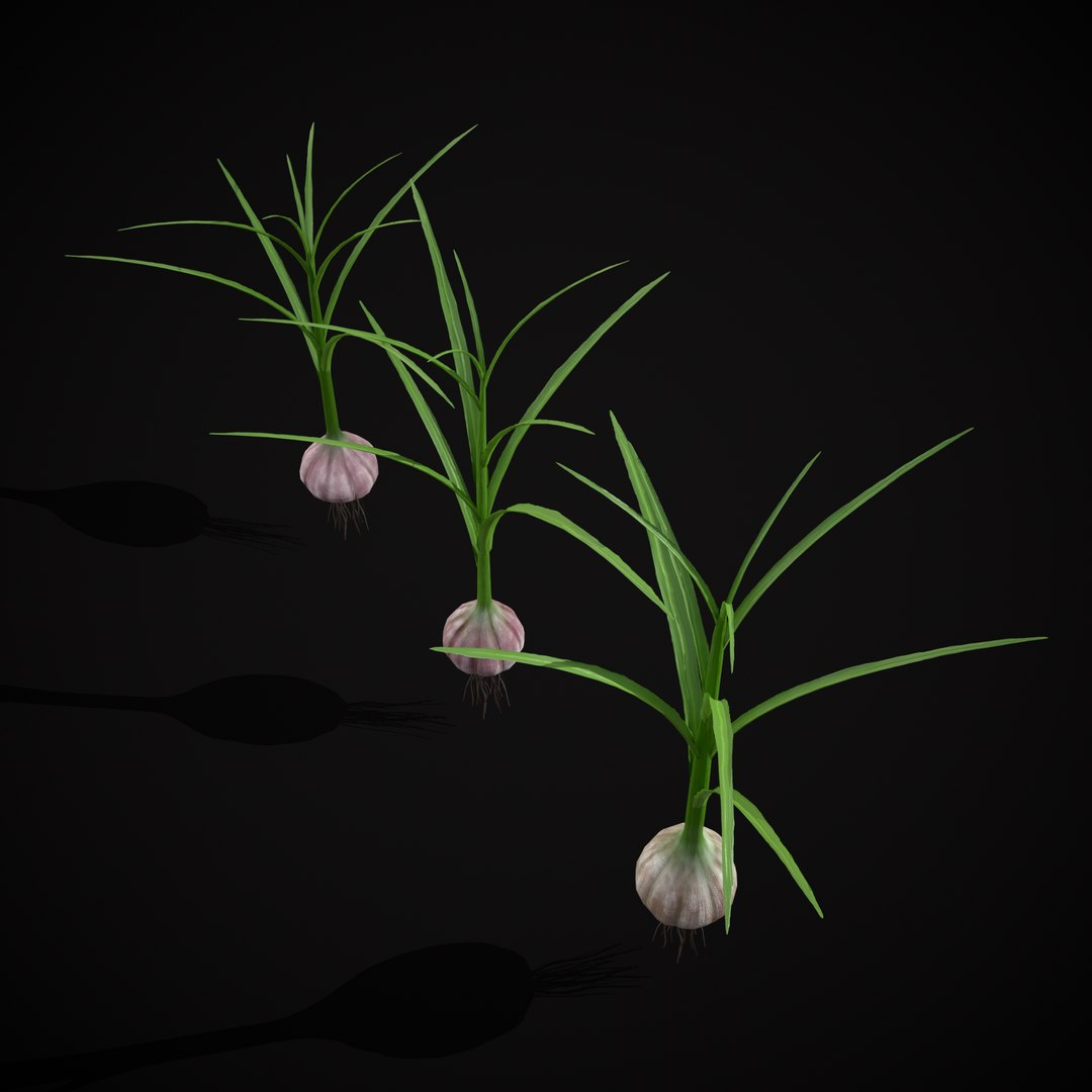 Garlic Plant 3D Model - TurboSquid 2199073