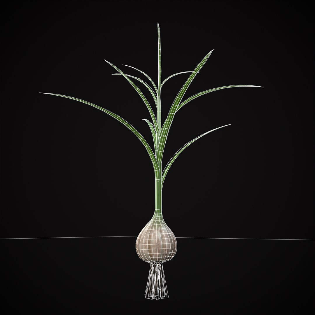 Garlic Plant 3D Model - TurboSquid 2199073