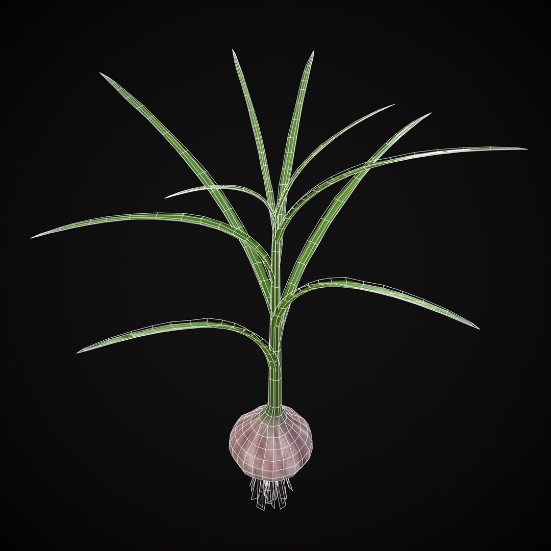 Garlic Plant 3D Model - TurboSquid 2199073
