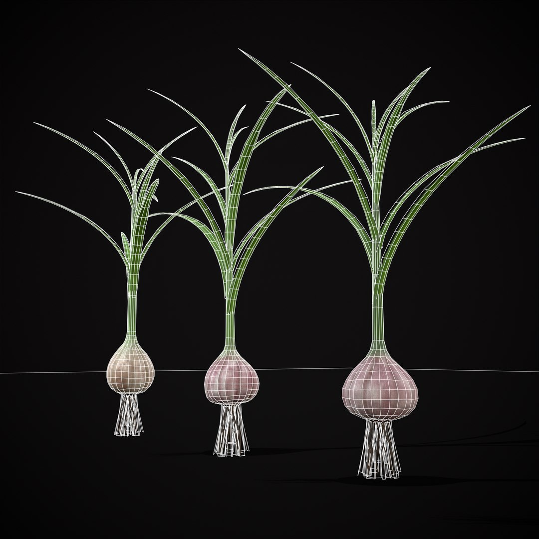 Garlic Plant 3D Model - TurboSquid 2199073