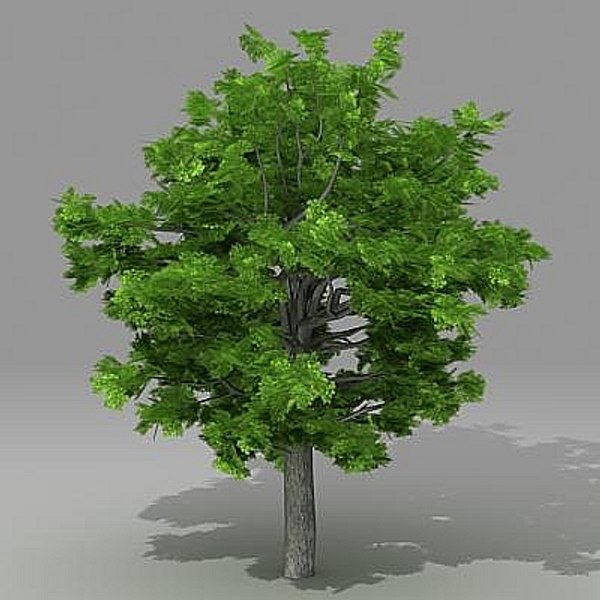 trees 3d max