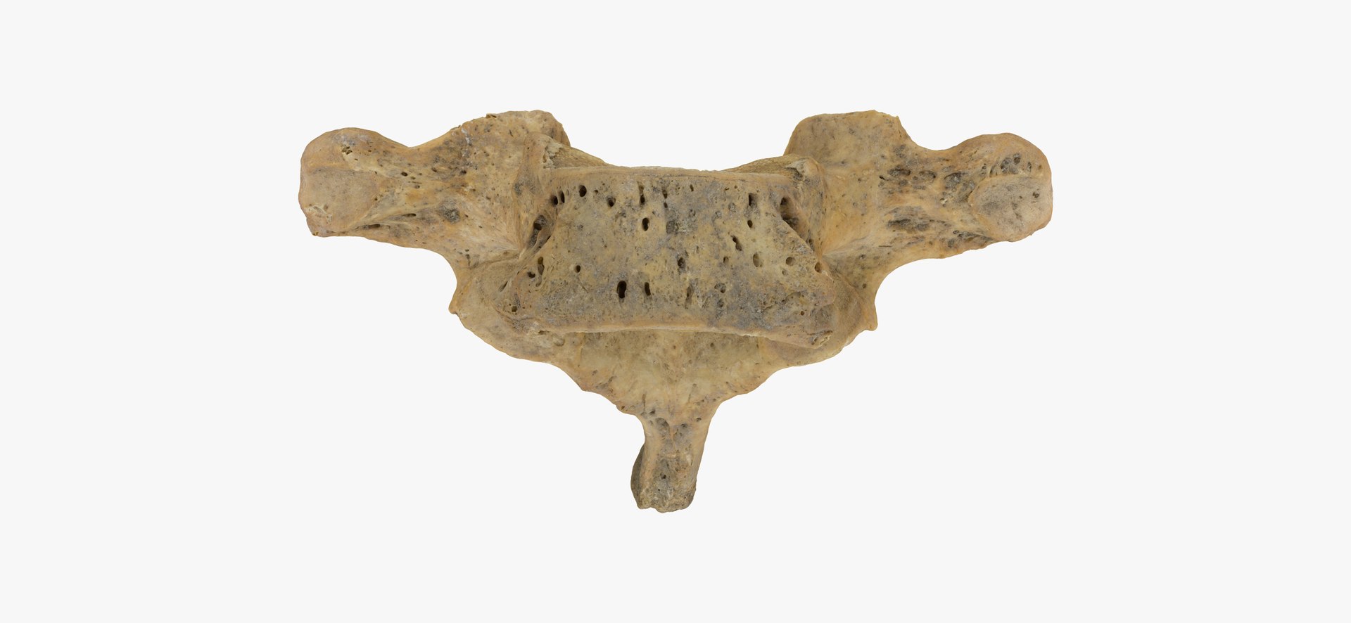 Thoracic Vertebrae Th1 Th12 3D Model - TurboSquid 1545684