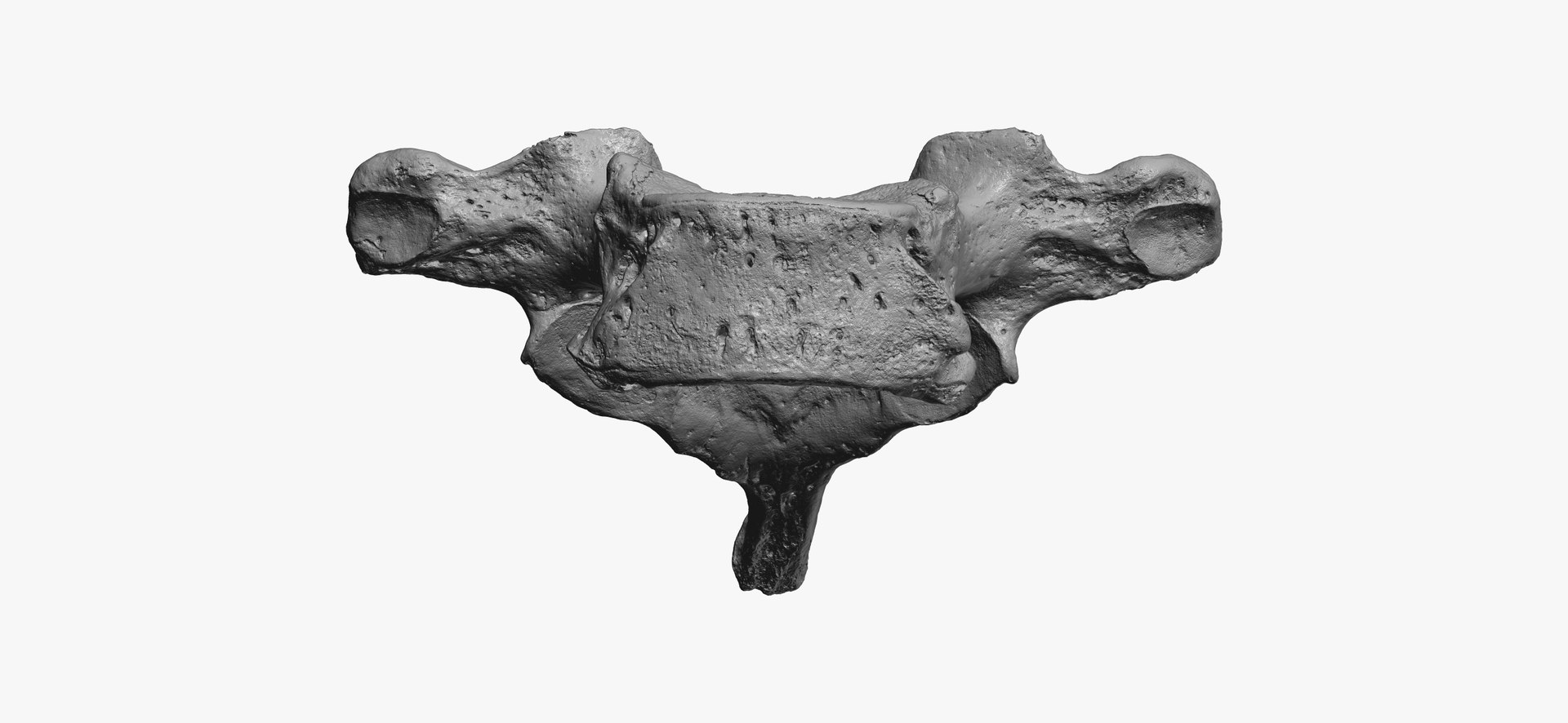 Thoracic Vertebrae Th1 Th12 3D Model - TurboSquid 1545684