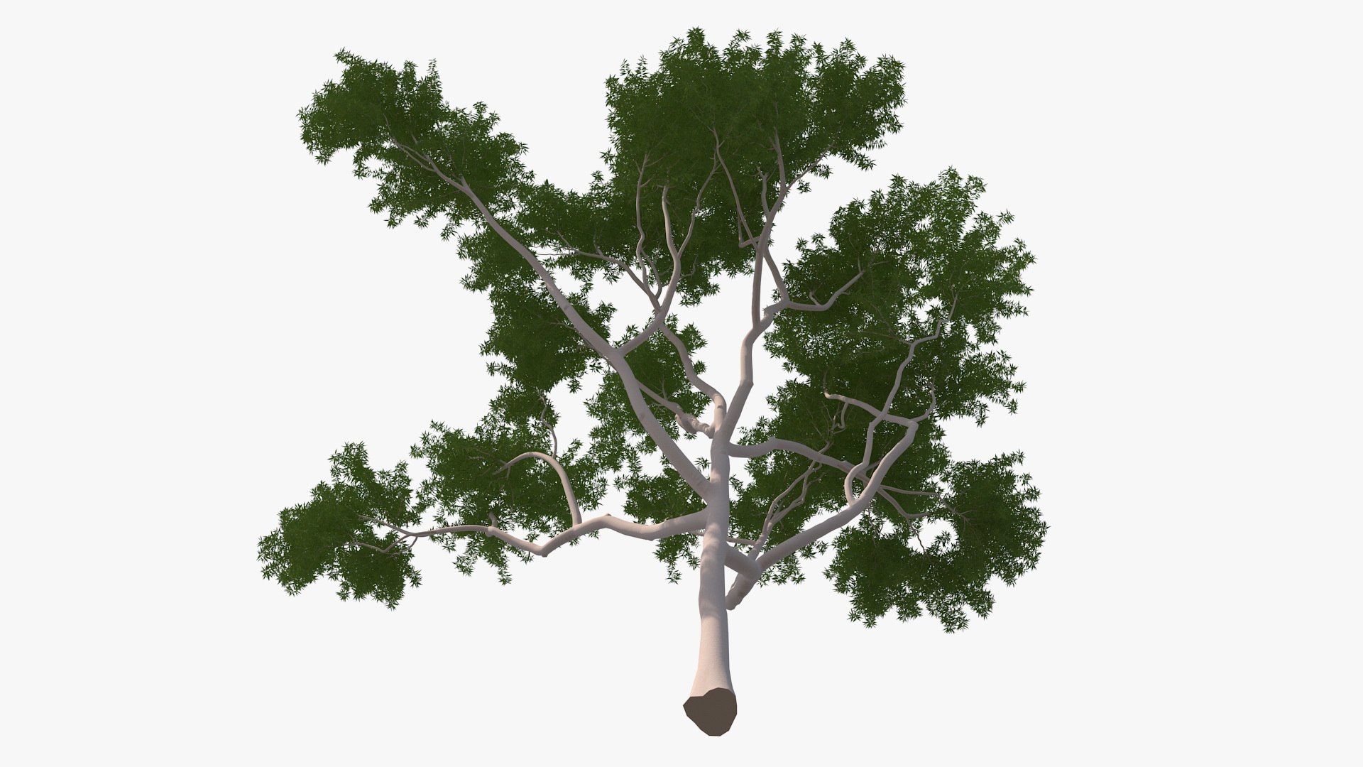 Eucalyptus Tree 3D Model - TurboSquid 1475644
