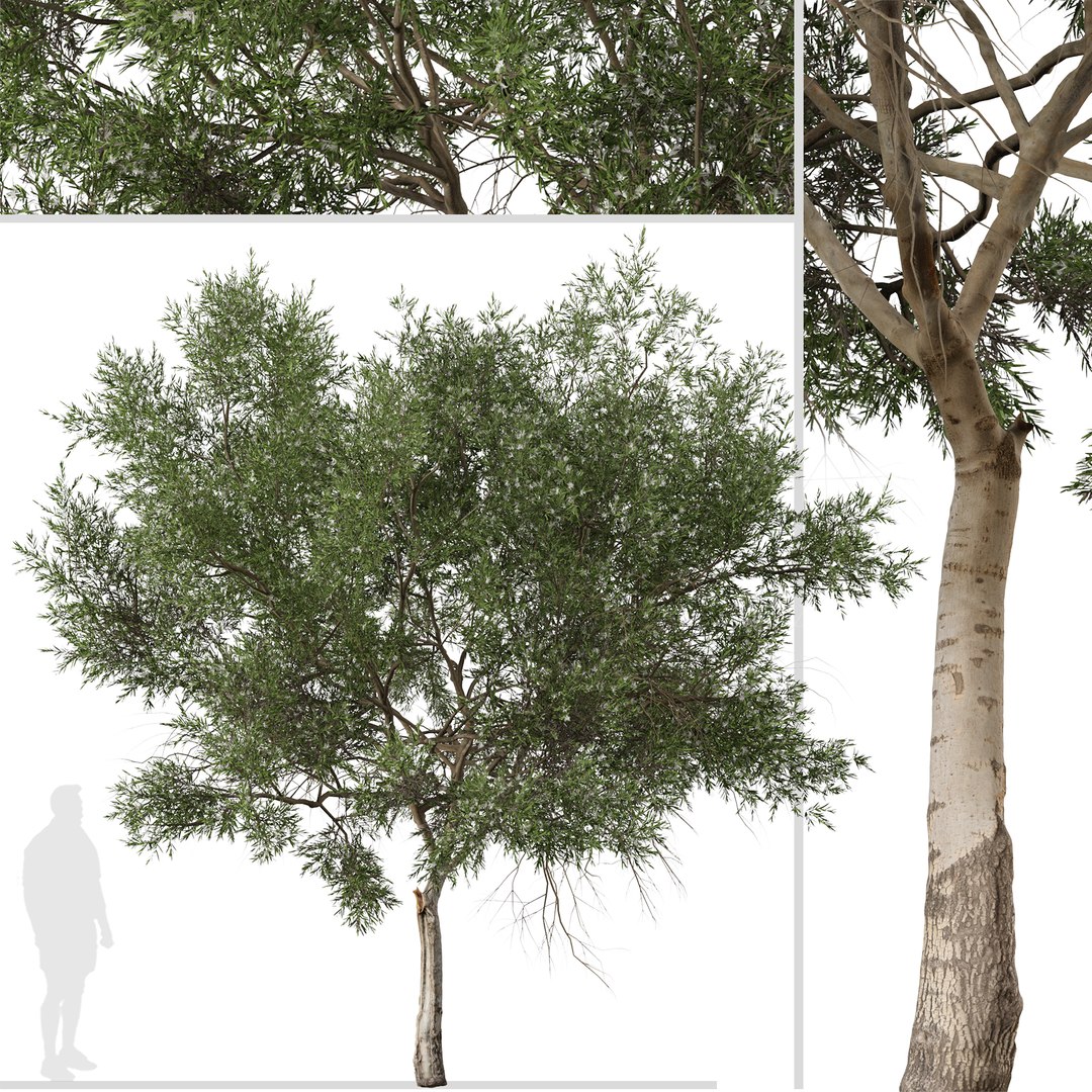 3D Set Of Melaleuca Ericifolia Or Swamp Paperbark Tree - TurboSquid 1969032