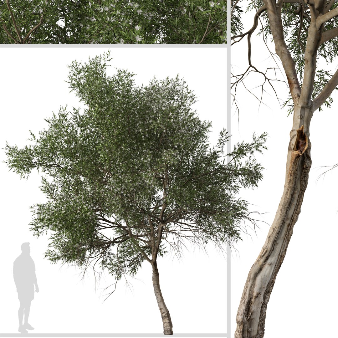 3D Set Of Melaleuca Ericifolia Or Swamp Paperbark Tree - TurboSquid 1969032