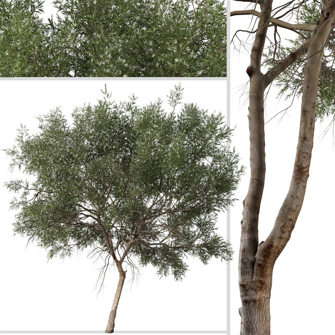 3D Set Of Melaleuca Ericifolia Or Swamp Paperbark Tree - TurboSquid 1969032