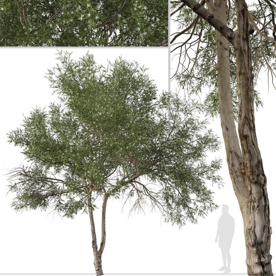 3D Set Of Melaleuca Ericifolia Or Swamp Paperbark Tree - TurboSquid 1969032