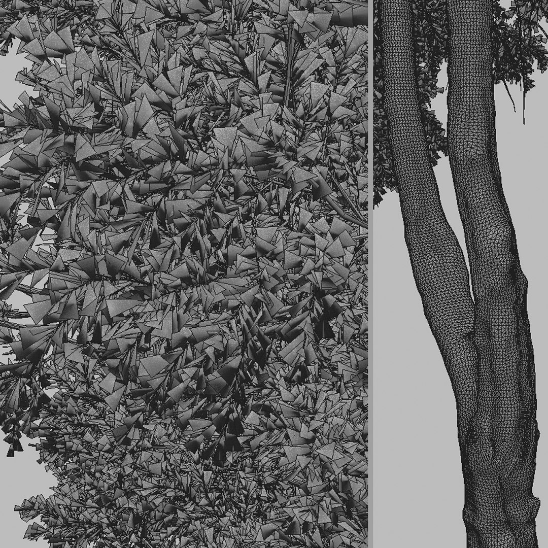 3D Set Of Melaleuca Ericifolia Or Swamp Paperbark Tree - TurboSquid 1969032