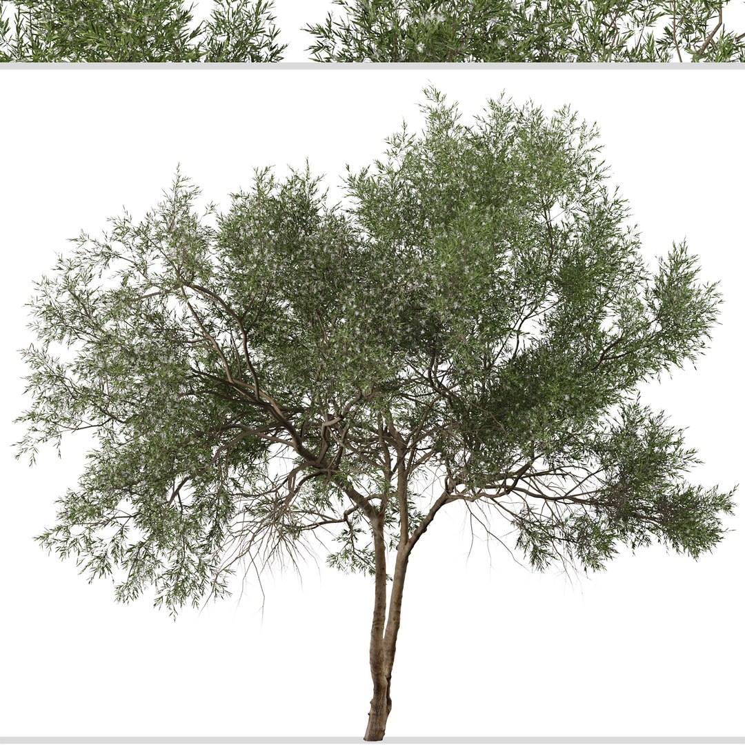 3D Set Of Melaleuca Ericifolia Or Swamp Paperbark Tree - TurboSquid 1969032