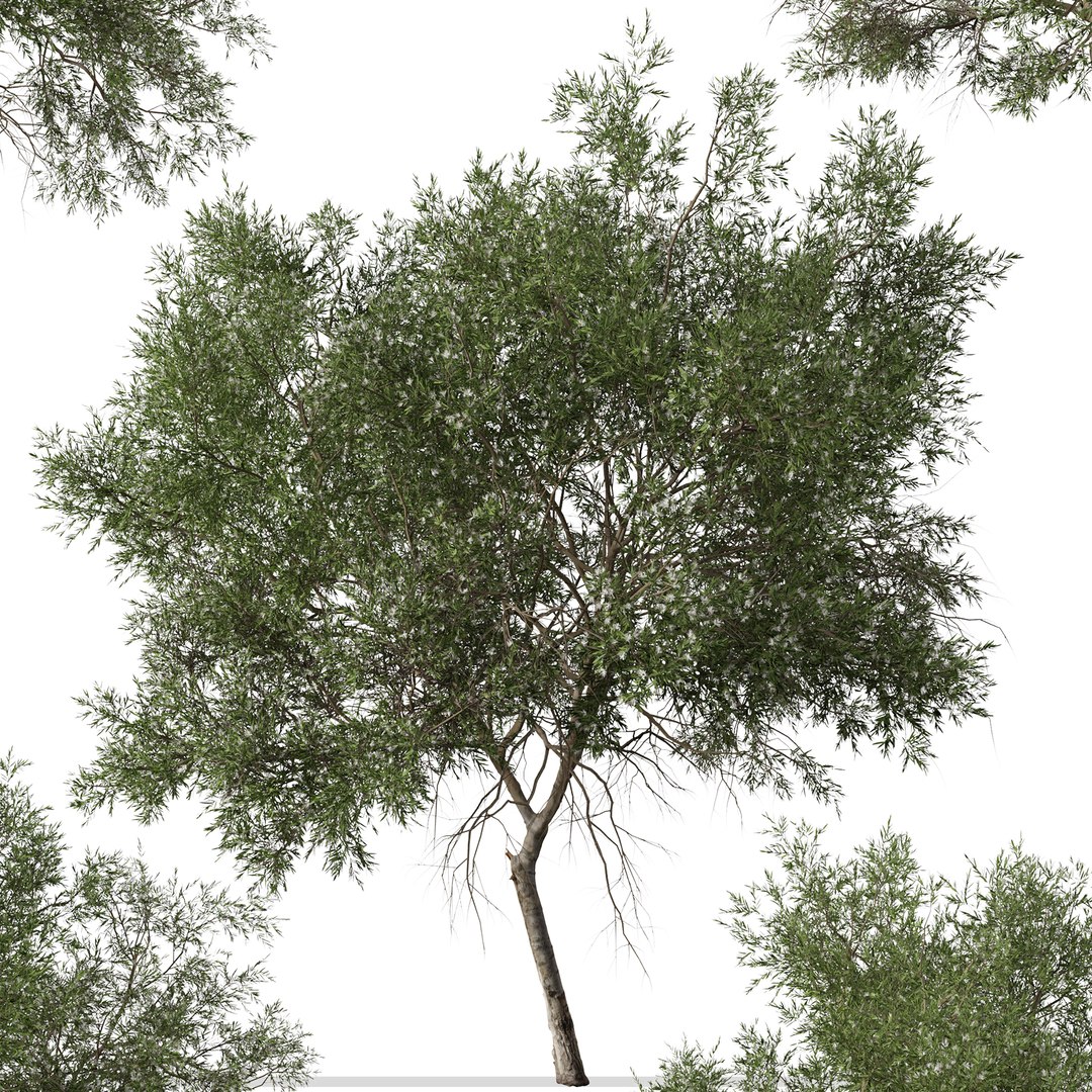 3D Set Of Melaleuca Ericifolia Or Swamp Paperbark Tree - TurboSquid 1969032