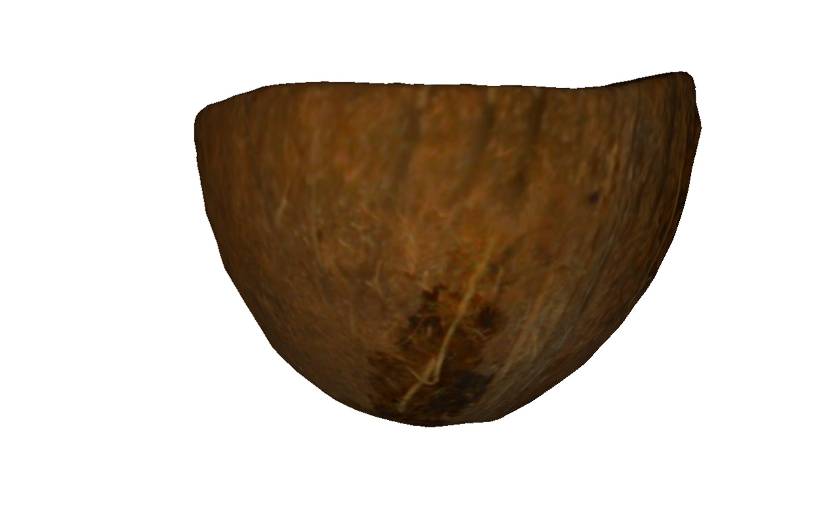 3D Half Coconut - TurboSquid 1604100