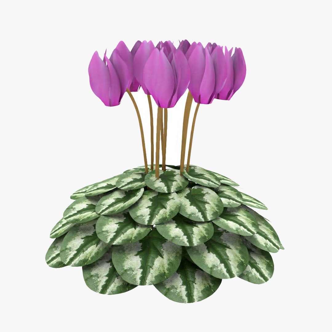 Siklamen Flower Model - TurboSquid 1618632