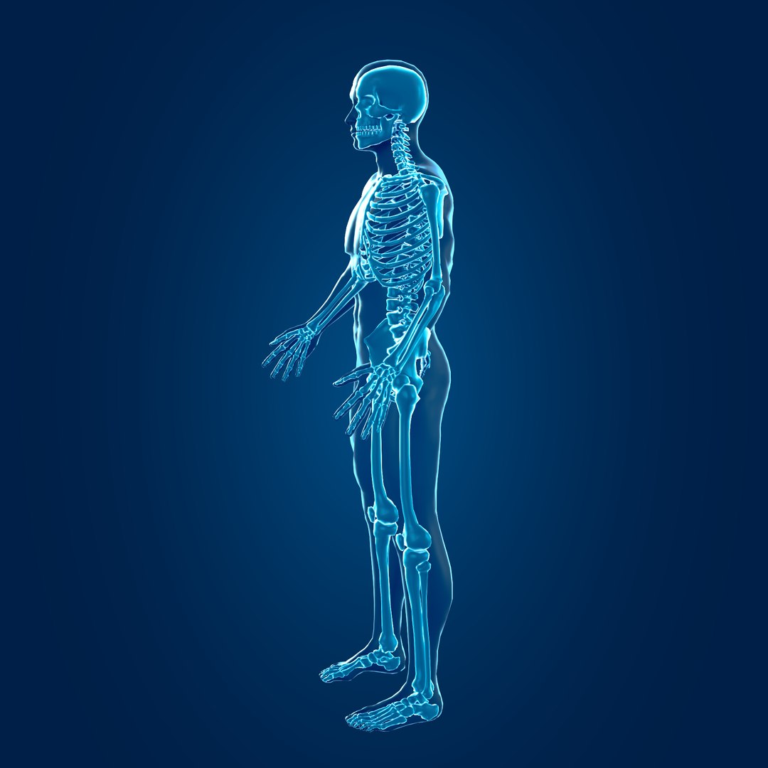 Human Skeleton 3D Model - TurboSquid 2184095