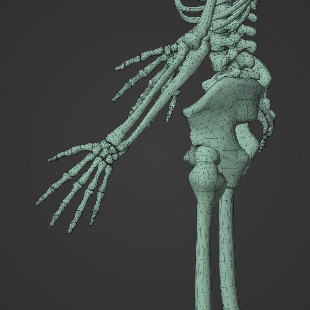 Human Skeleton 3D Model - TurboSquid 2184095