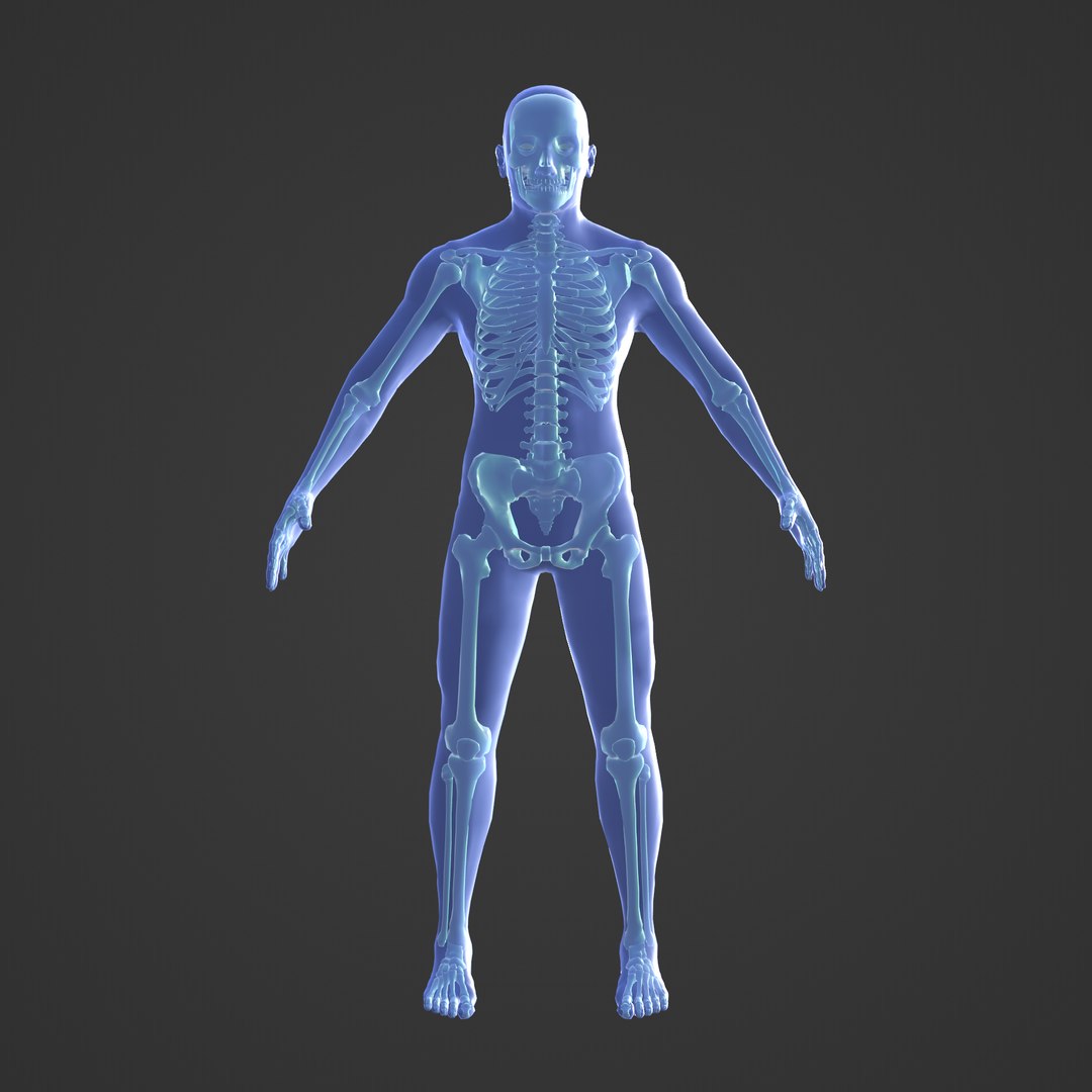 Human Skeleton 3D Model - TurboSquid 2184095