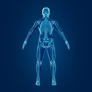 Download 3D Human Skeleton Blender Models - TurboSquid