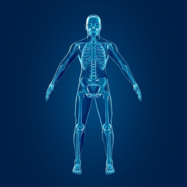Human Skeleton Blender Models for Download | TurboSquid