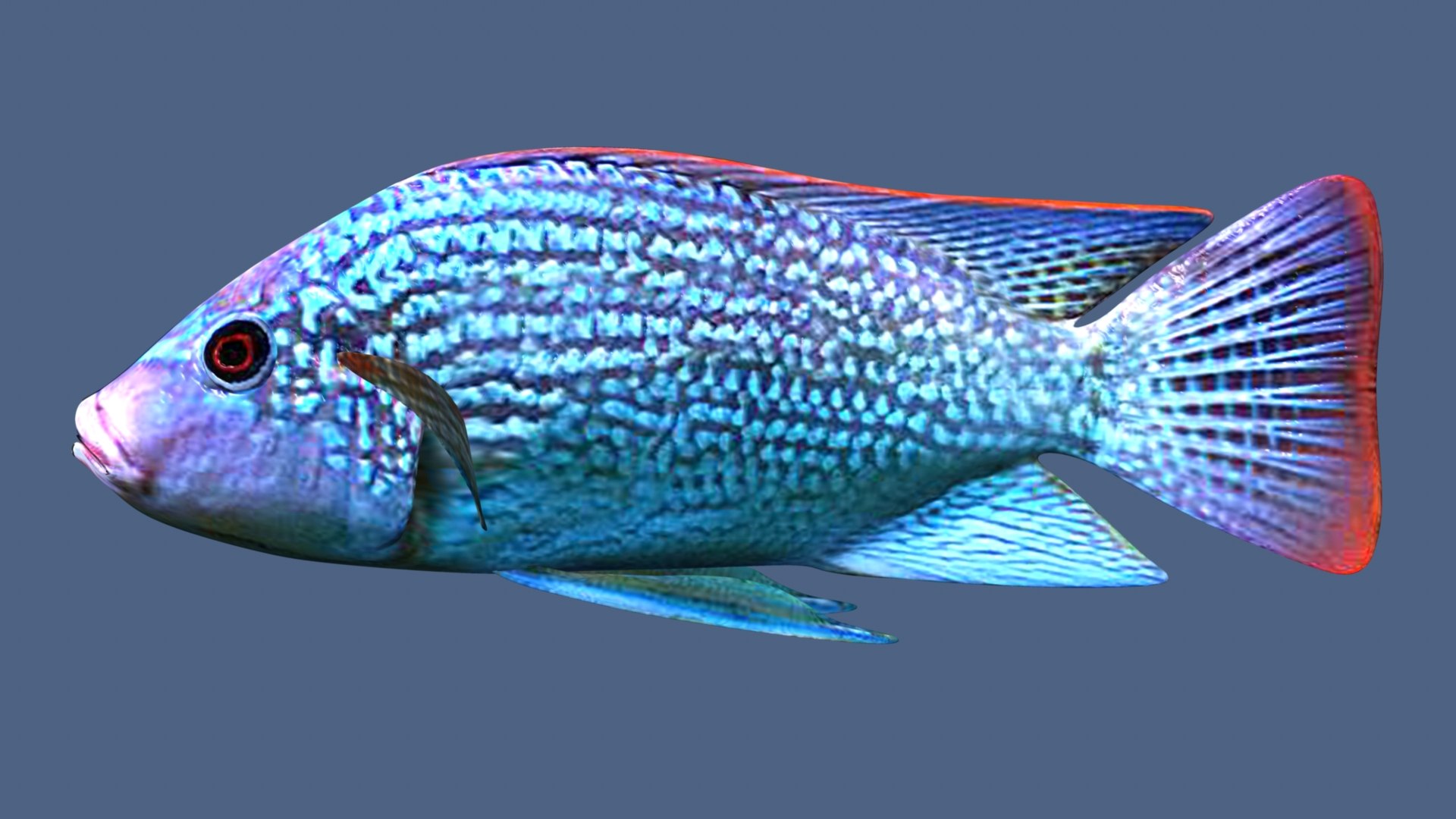 Oreochromis Fish 3D - TurboSquid 2194619