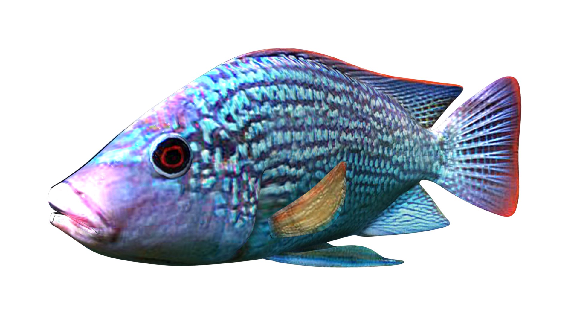 Oreochromis Fish 3D - TurboSquid 2194619