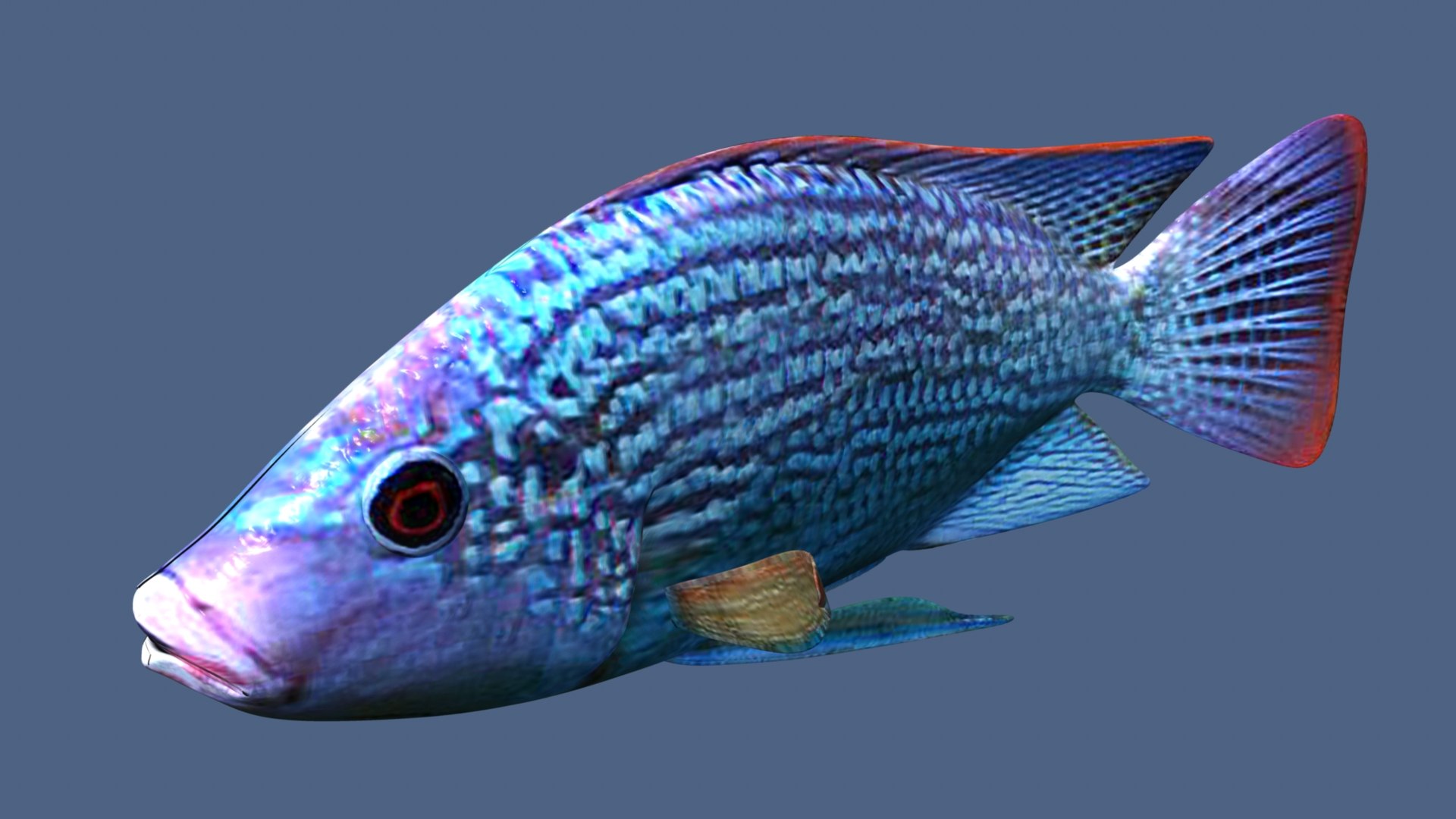 Oreochromis Fish 3D - TurboSquid 2194619
