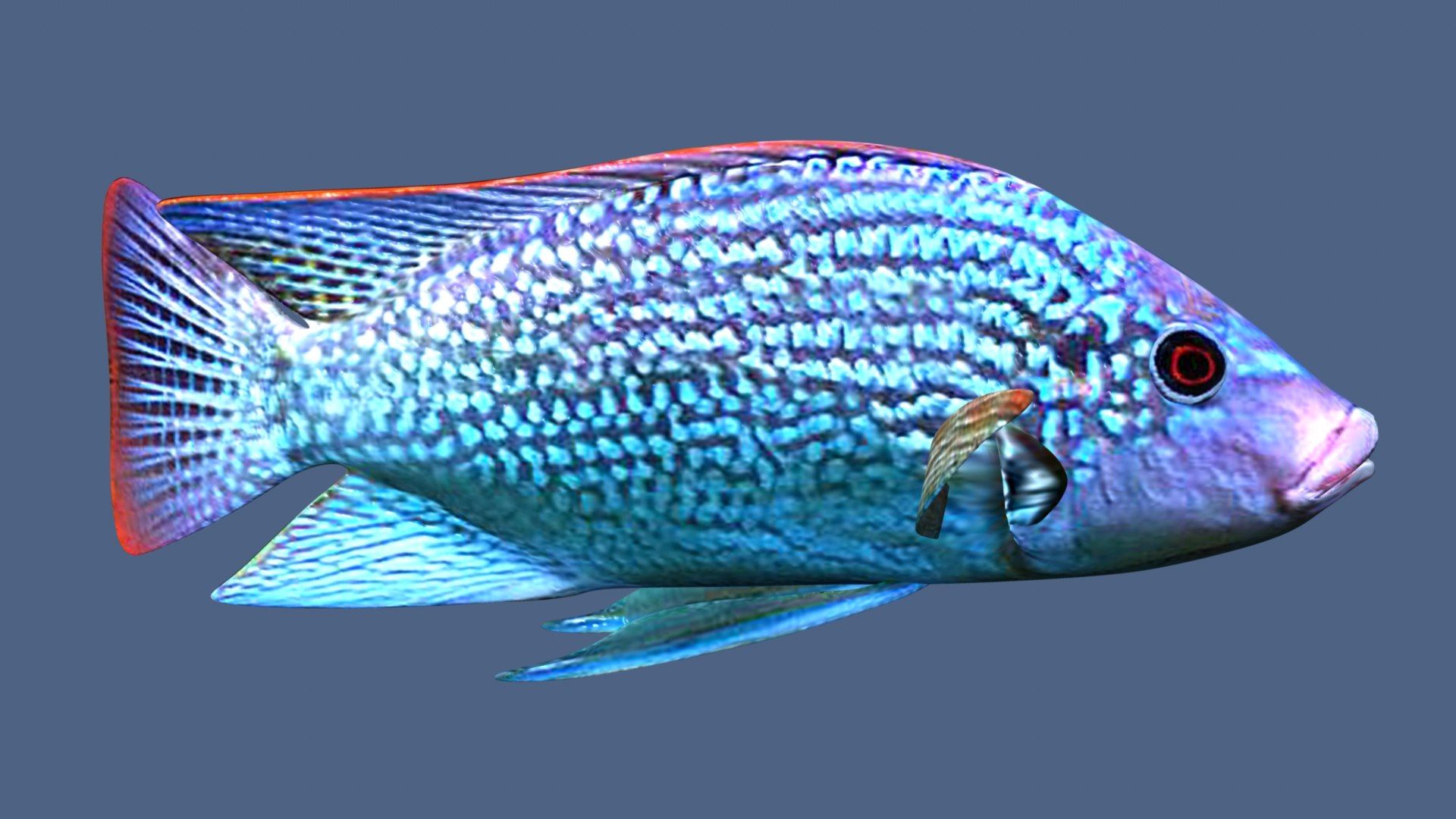 Oreochromis Fish 3D - TurboSquid 2194619