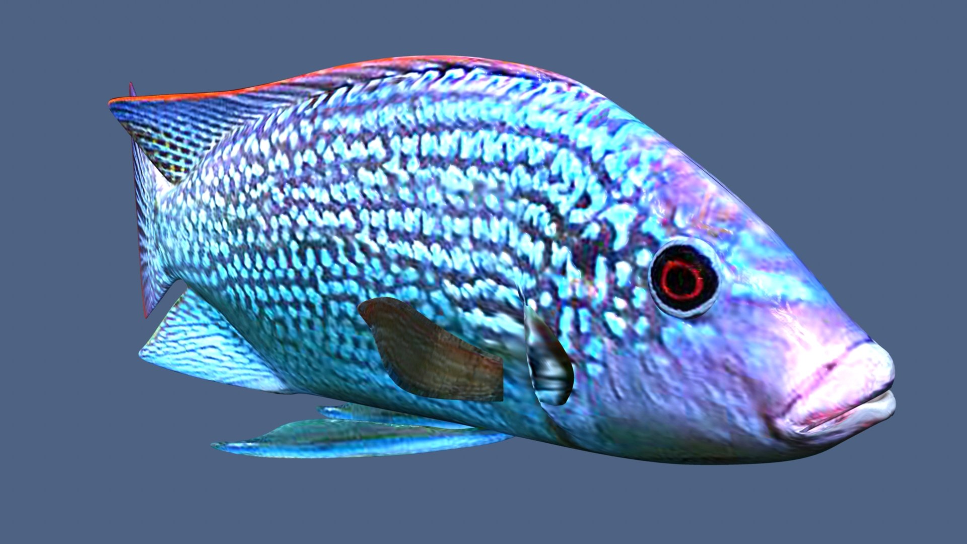 Oreochromis Fish 3D - TurboSquid 2194619