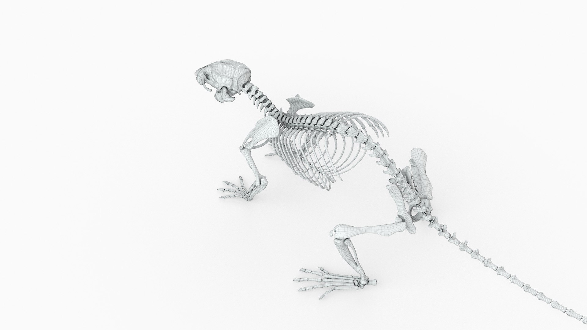 Rat Body Skeleton and Organs Static 3D model - TurboSquid 1892122