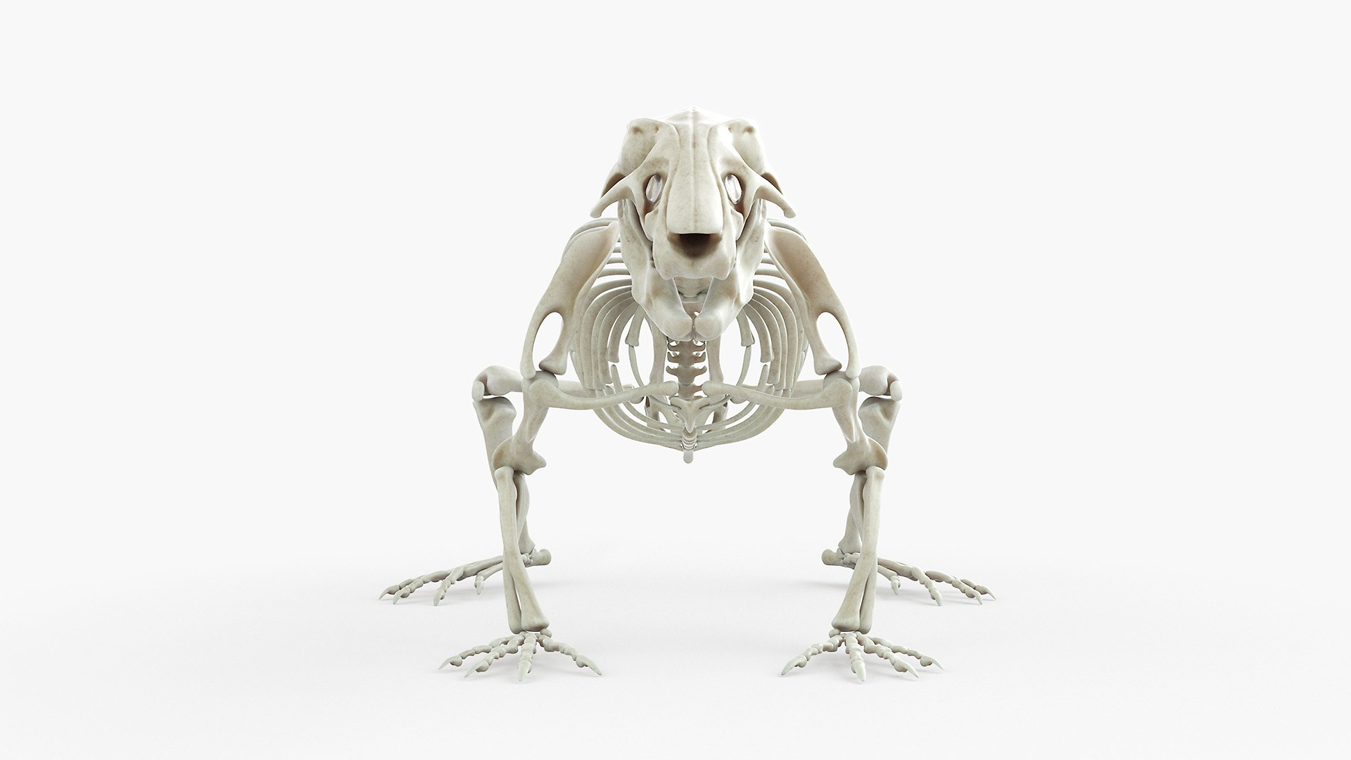 Rat Body Skeleton and Organs Static 3D model - TurboSquid 1892122