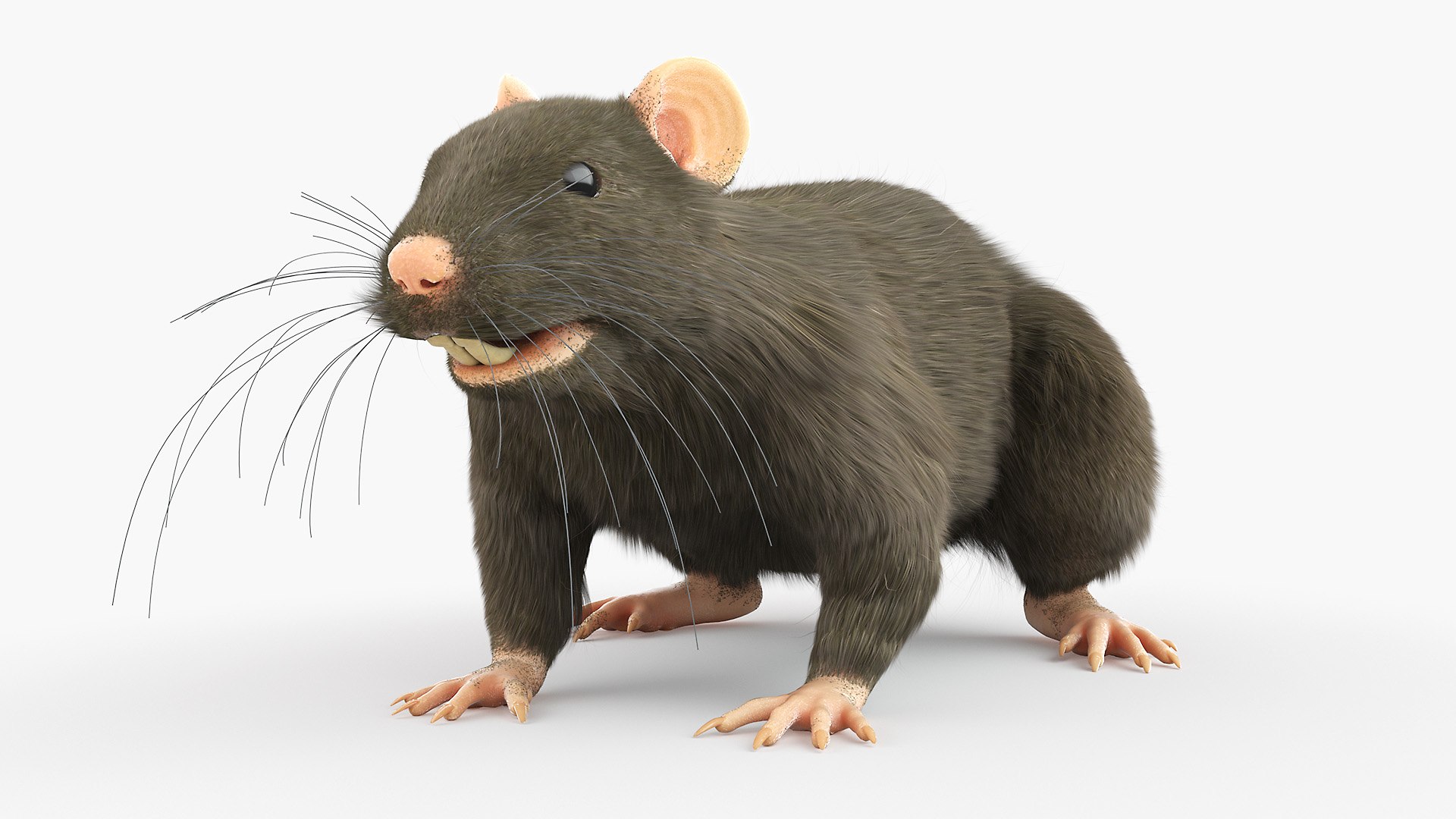 Rat Body Skeleton and Organs Static 3D model - TurboSquid 1892122