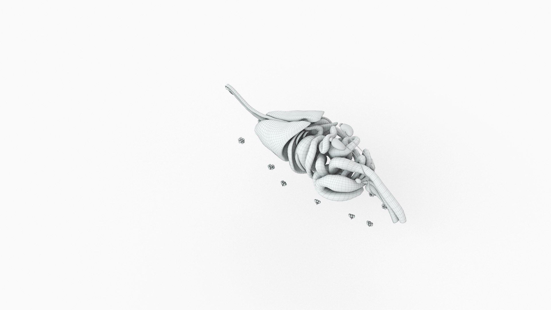 Rat Body Skeleton and Organs Static 3D model - TurboSquid 1892122