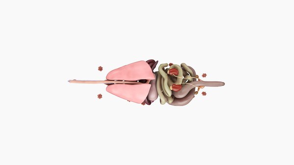 Rat Body Skeleton and Organs Static 3D model - TurboSquid 1892122