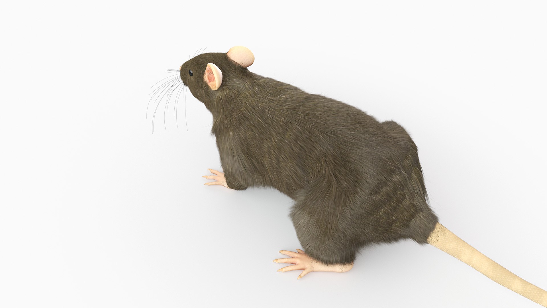 Rat Body Skeleton and Organs Static 3D model - TurboSquid 1892122